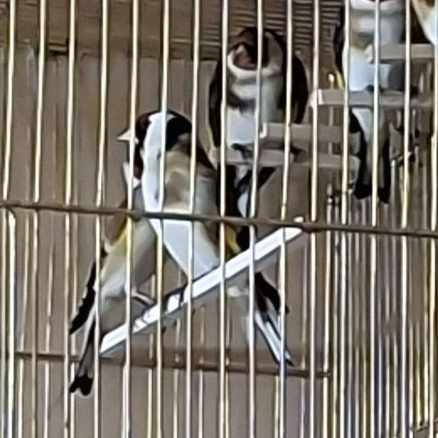 Щегли сибирские