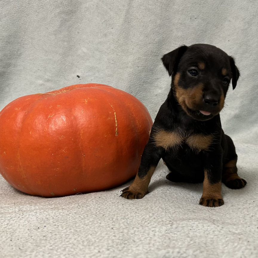 Немецкий охотничий терьер, щенок