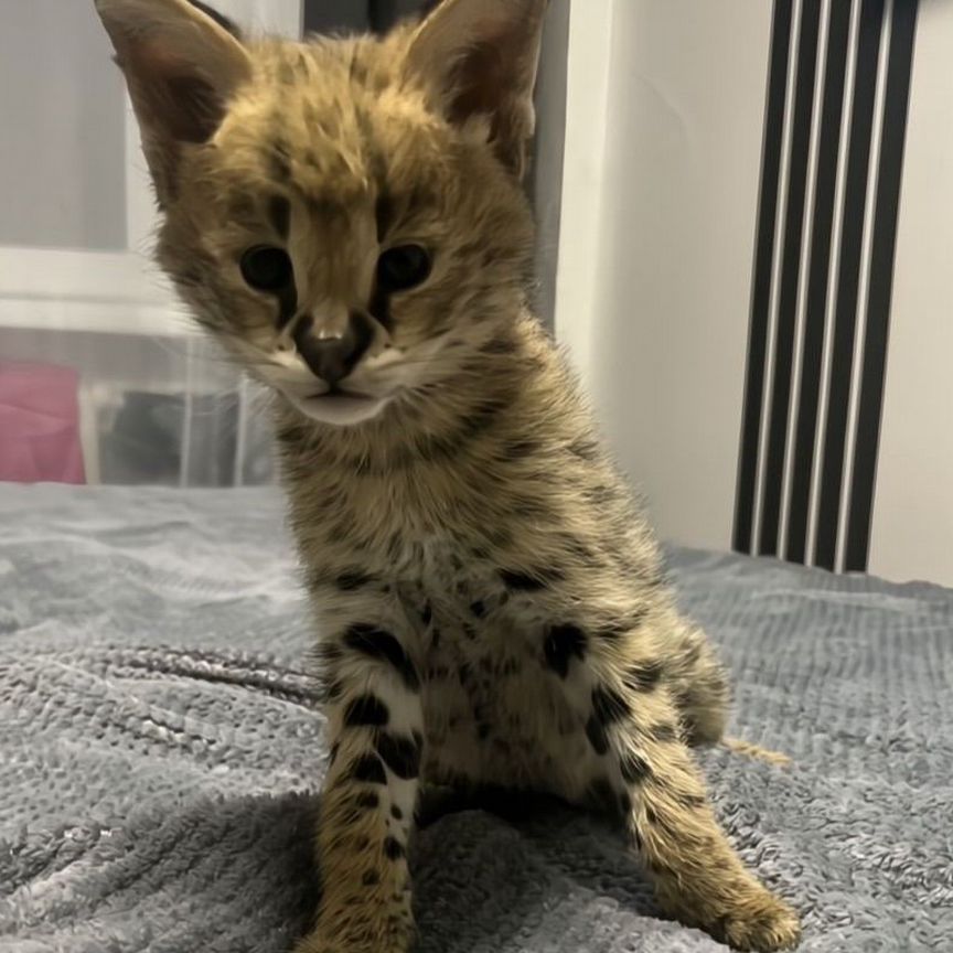 Саванна котёнок