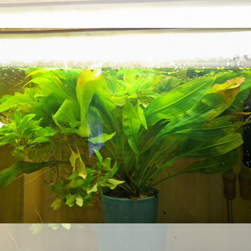 Аквариумное растение