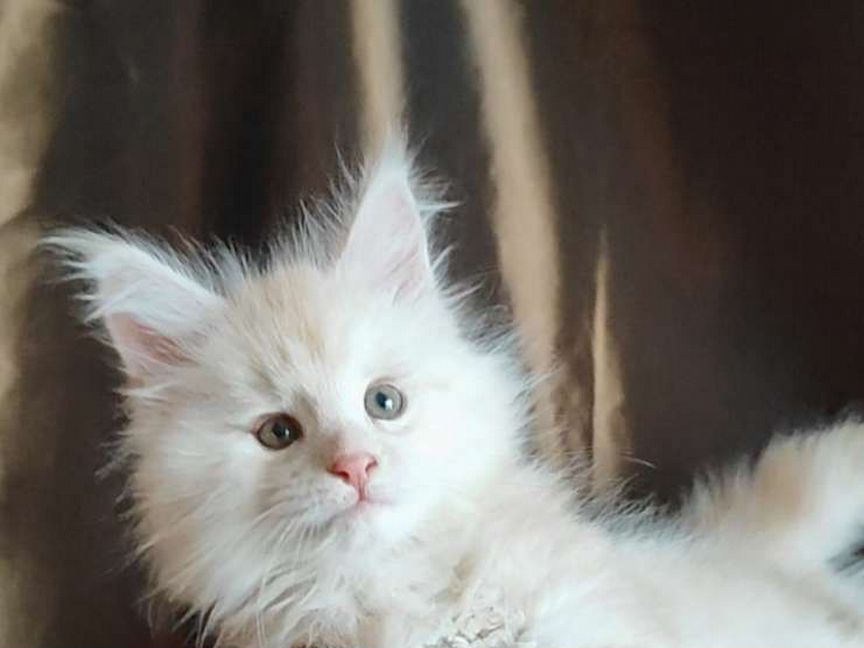 Котята мейн-кун