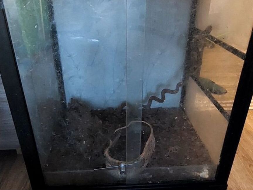 Террариум для рептилий