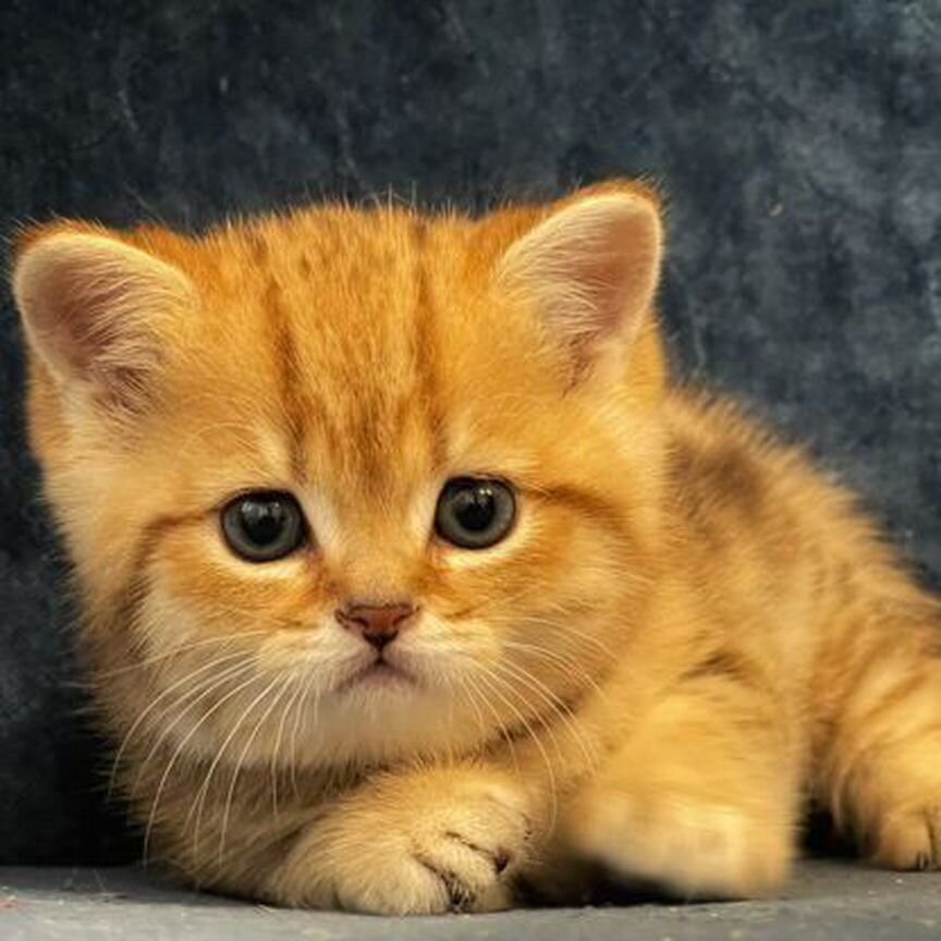 Британские котята
