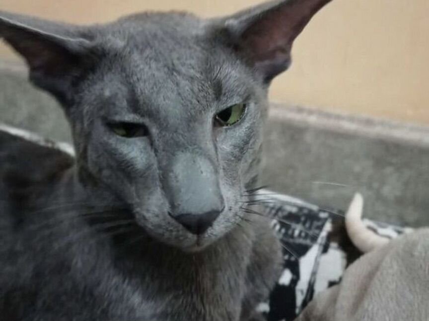 Ориентальные котята