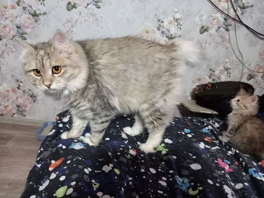 Курильский бобтейл девочка