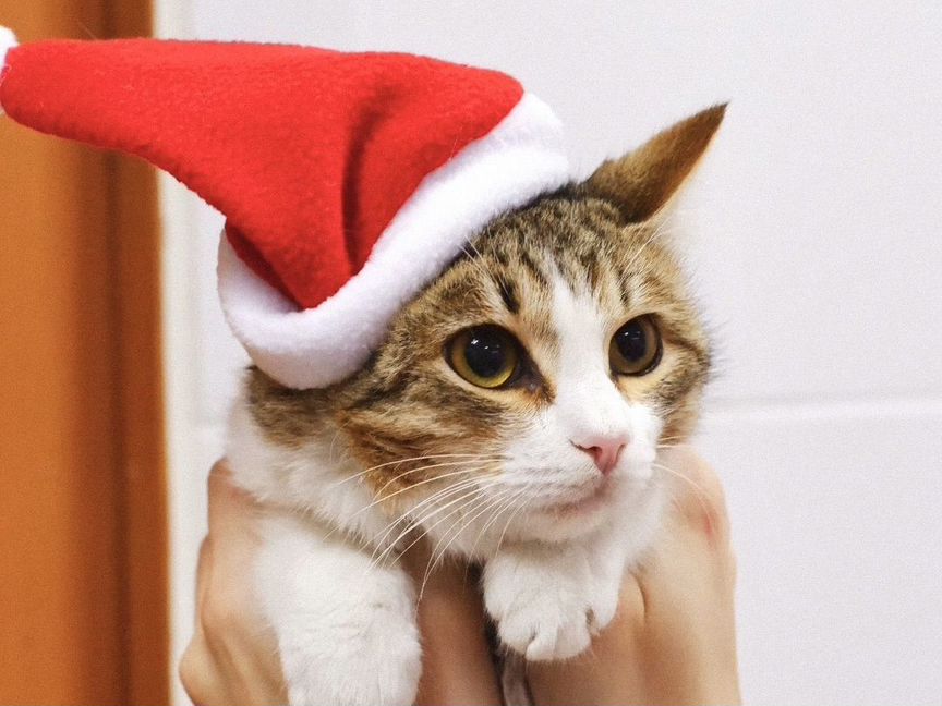 Белый котенок подросток ищет новый дом