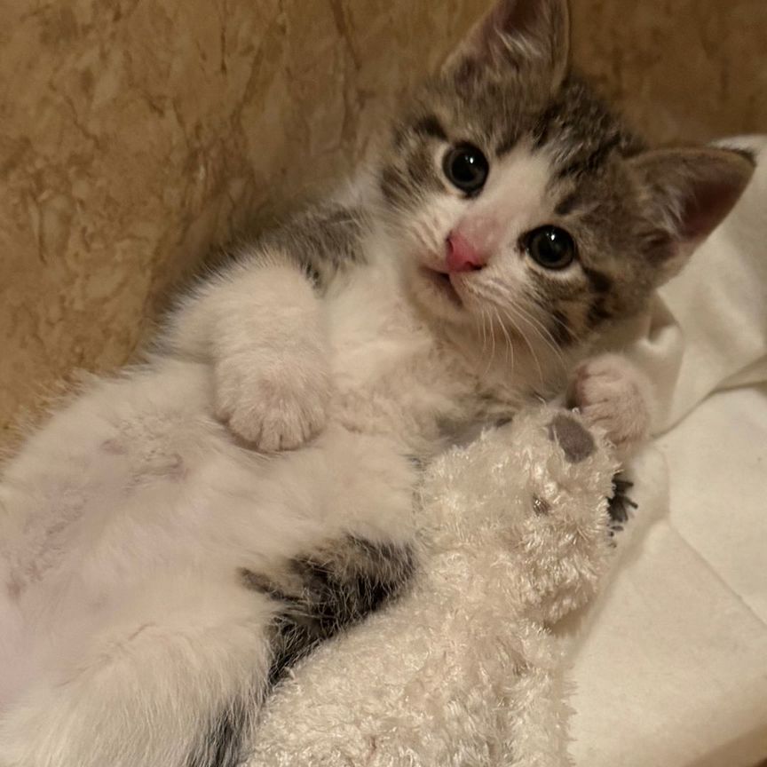 Котенок