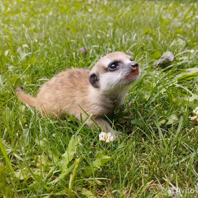 Щенки суриката