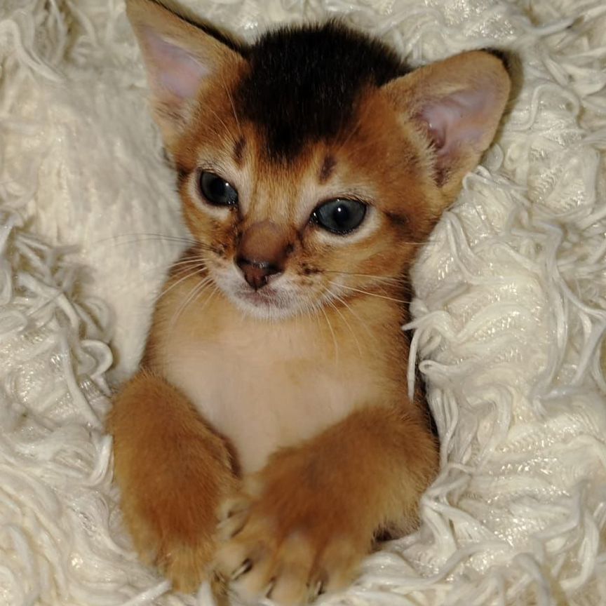 Абиссинская