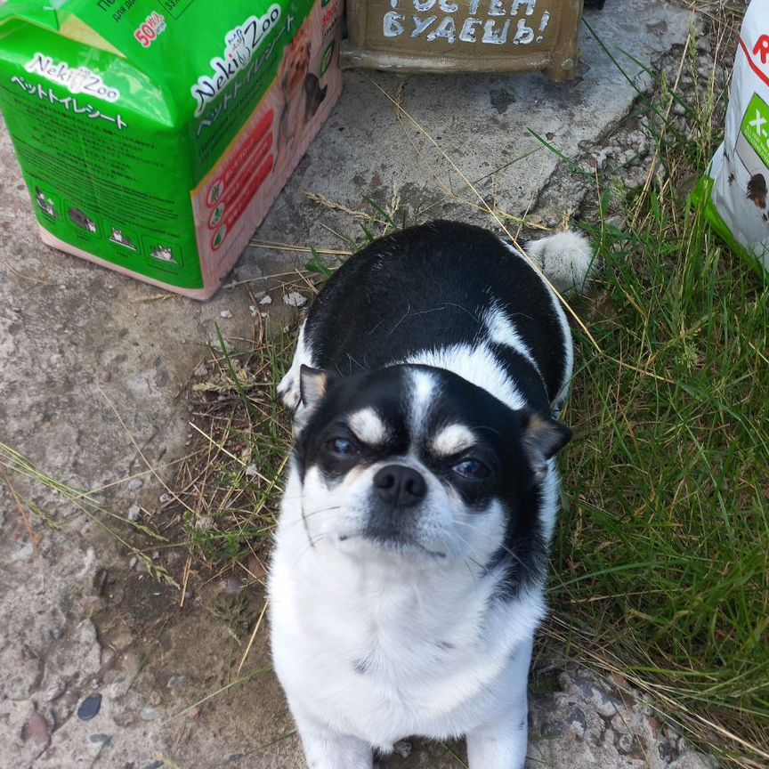 Чихуахуа, взрослая собака