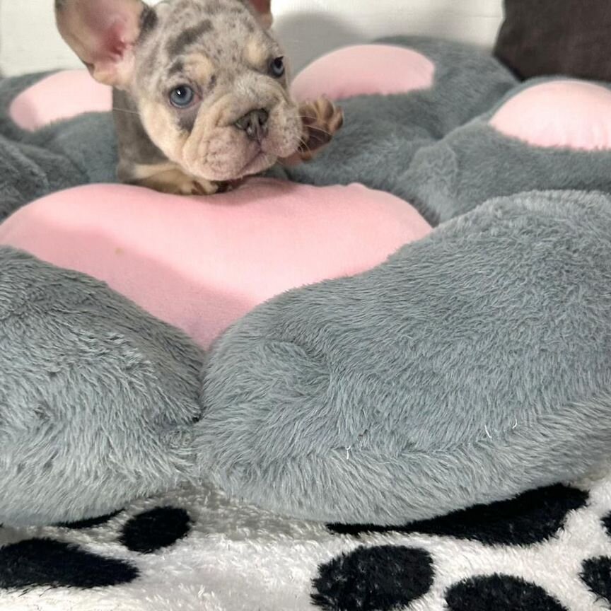 Французский бульдог, щенок