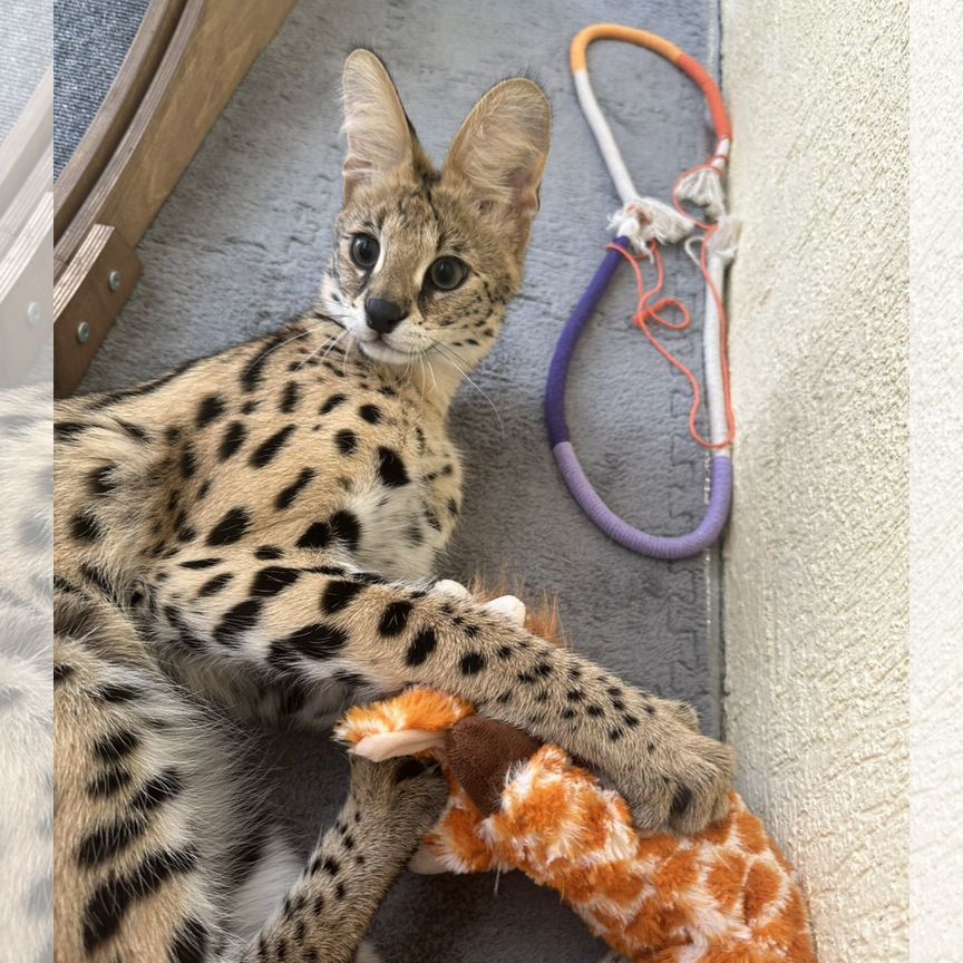 Саванна котёнок