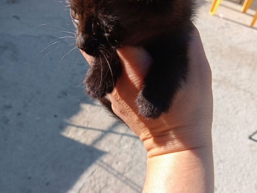 Котята в добрые руки бесплатно