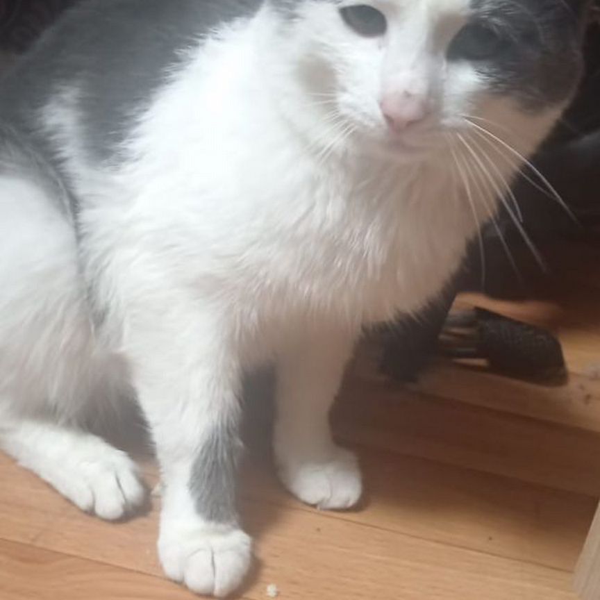 Отдам кота