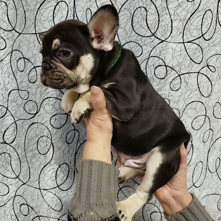 Французский бульдог, щенок