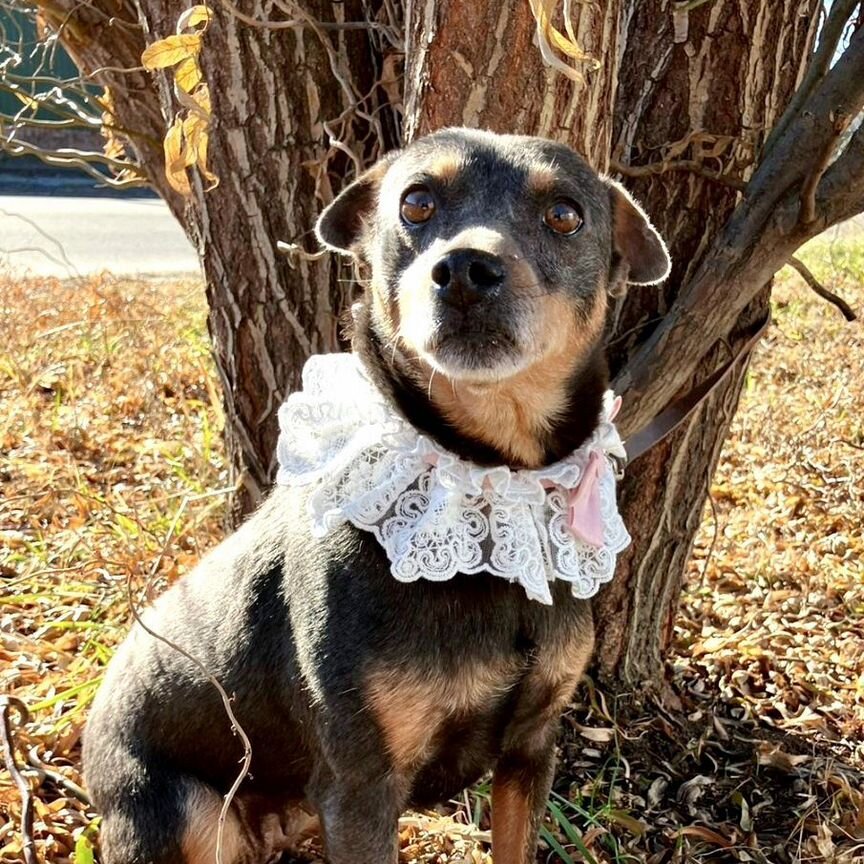 Собака в добрые руки