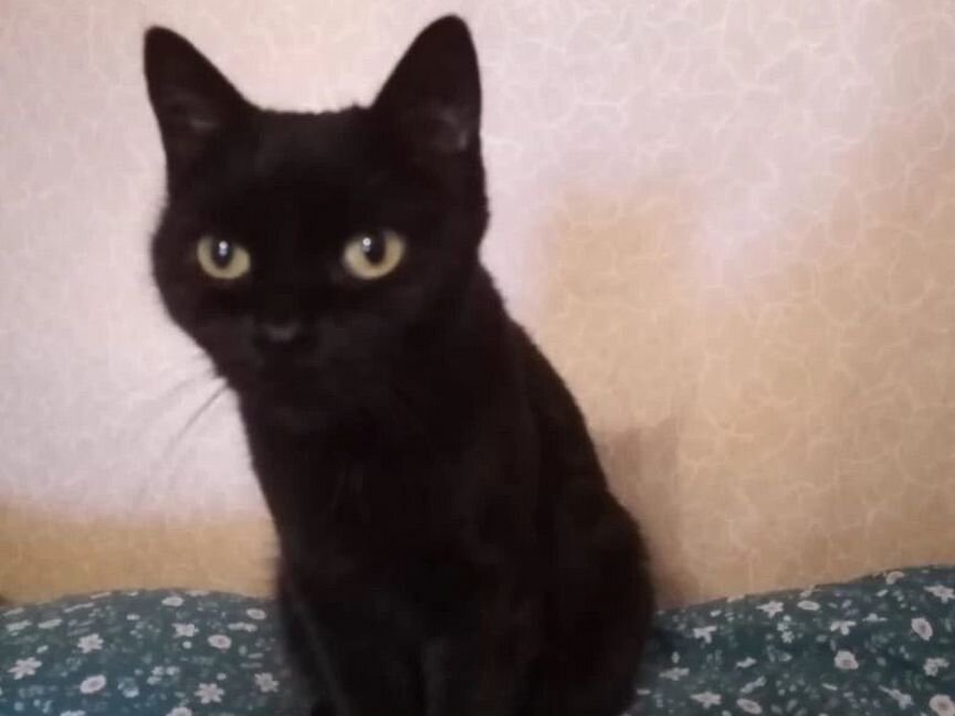 Черная бездомная кошка