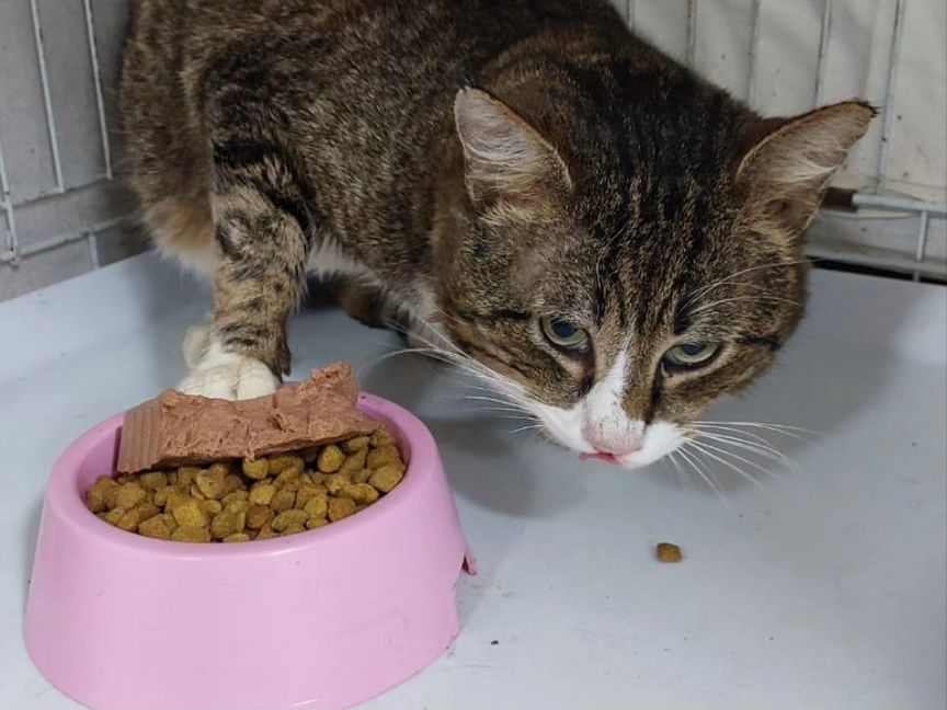 Кот в добрые руки