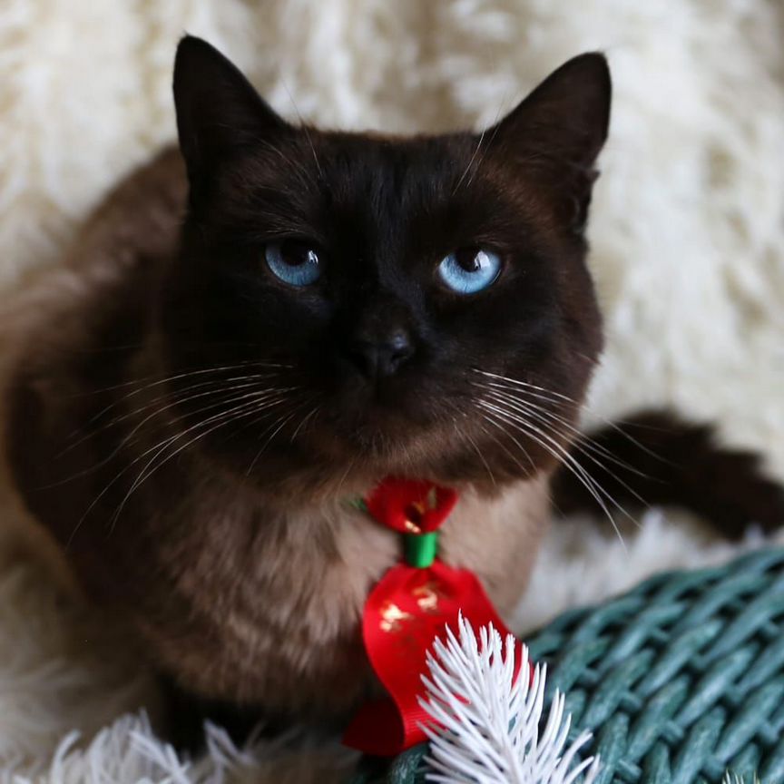 Сиамский, взрослый кот