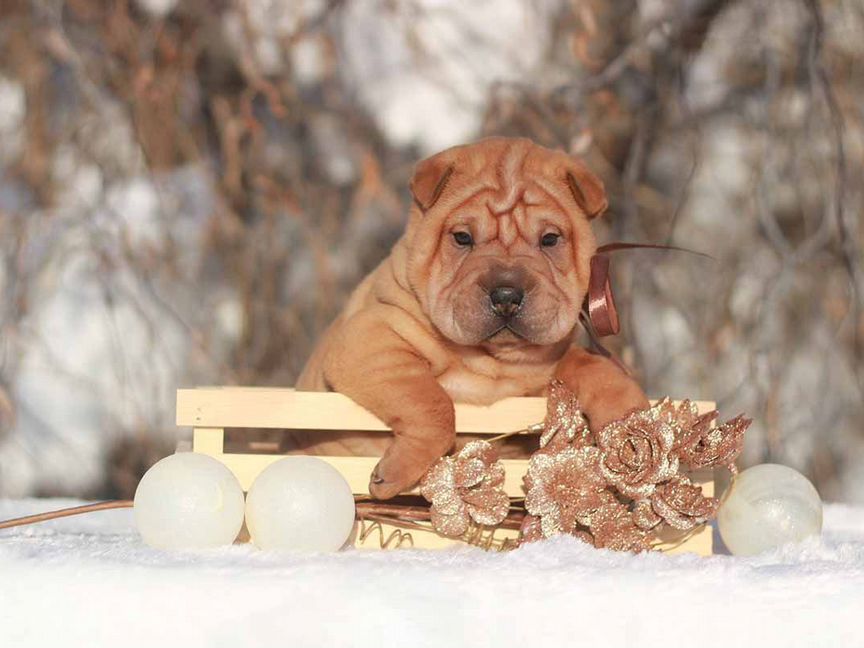 Шарпей перспективный мальчик