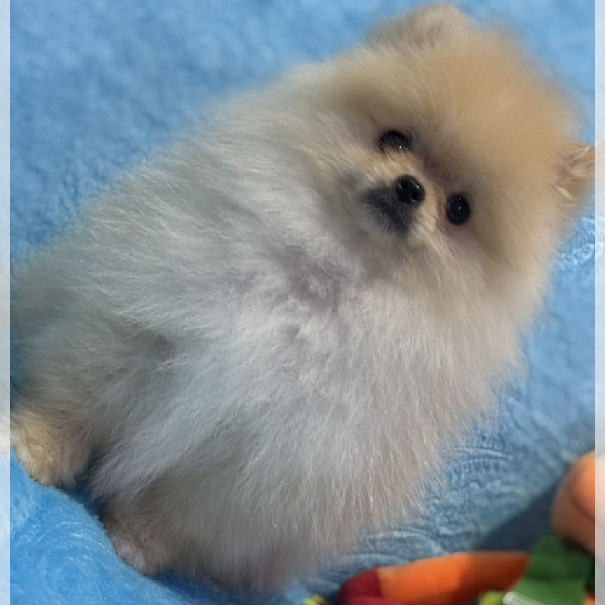 Померанский шпиц, щенок