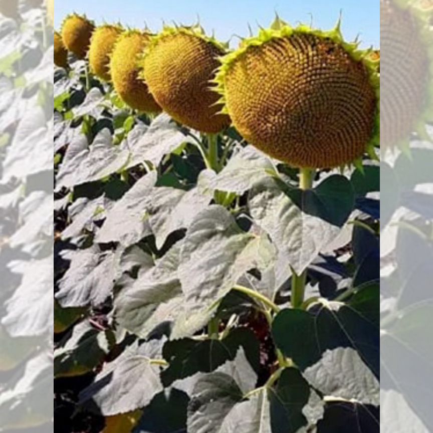 Продам подсолнечник масличный