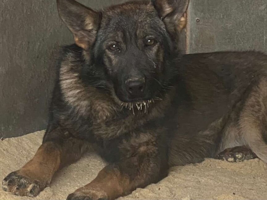 Немецкая овчарка