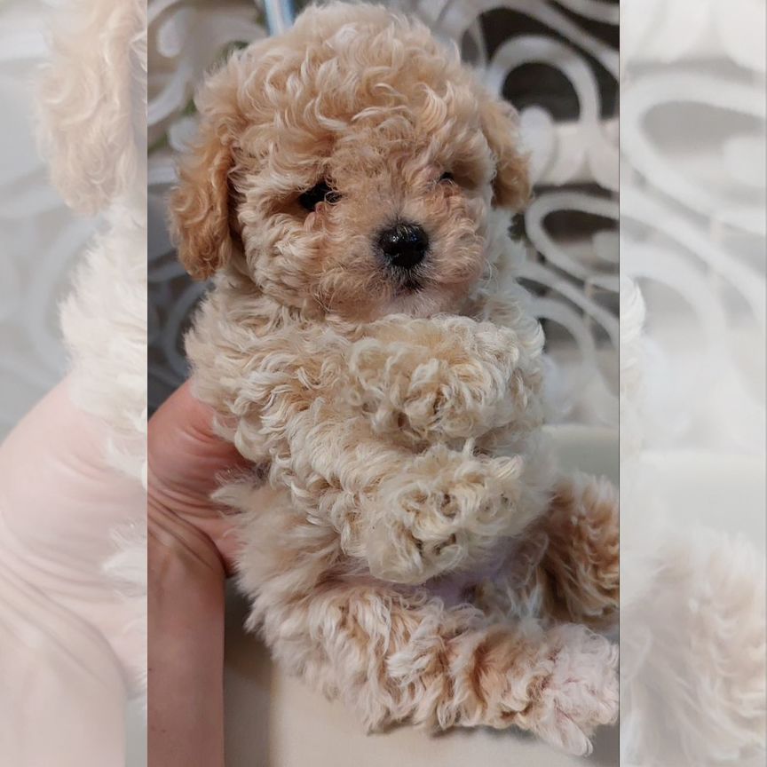 Мальтипу, щенок