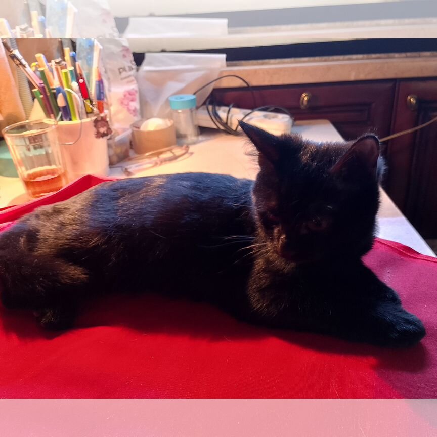 Ориентальный котёнок