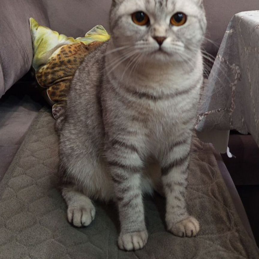 Британская короткошёрстная, взрослая кошка