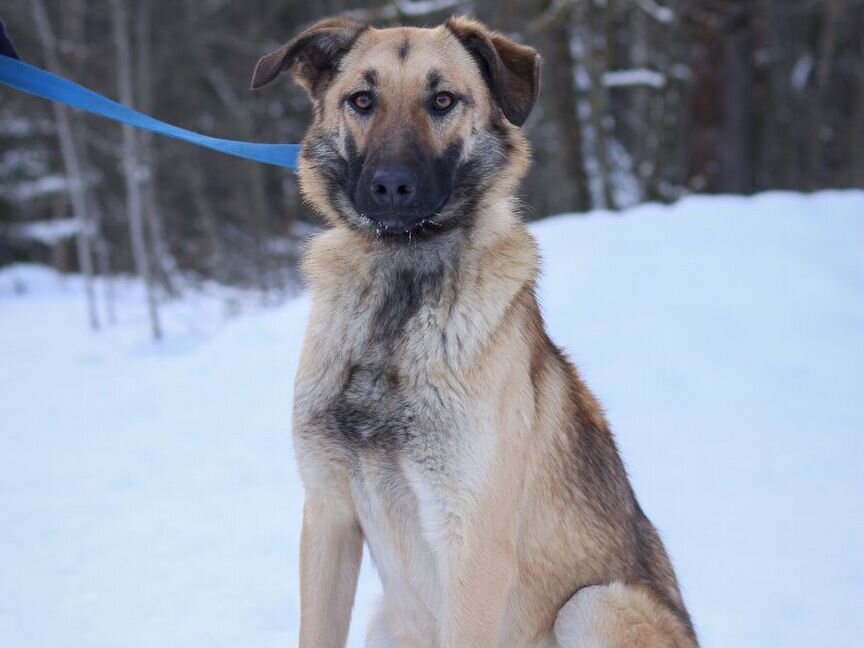 Собака 1 год Шейла в добрые руки