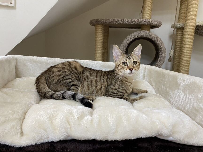 Саванна кошечка Сахара