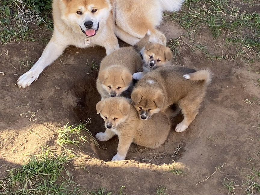 Щенки Акита Ину