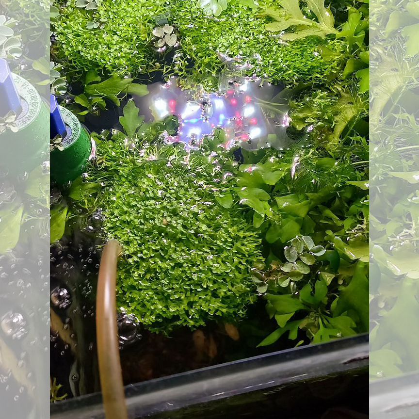 Аквариумные растения риччия, сальвиния, лимнобиум