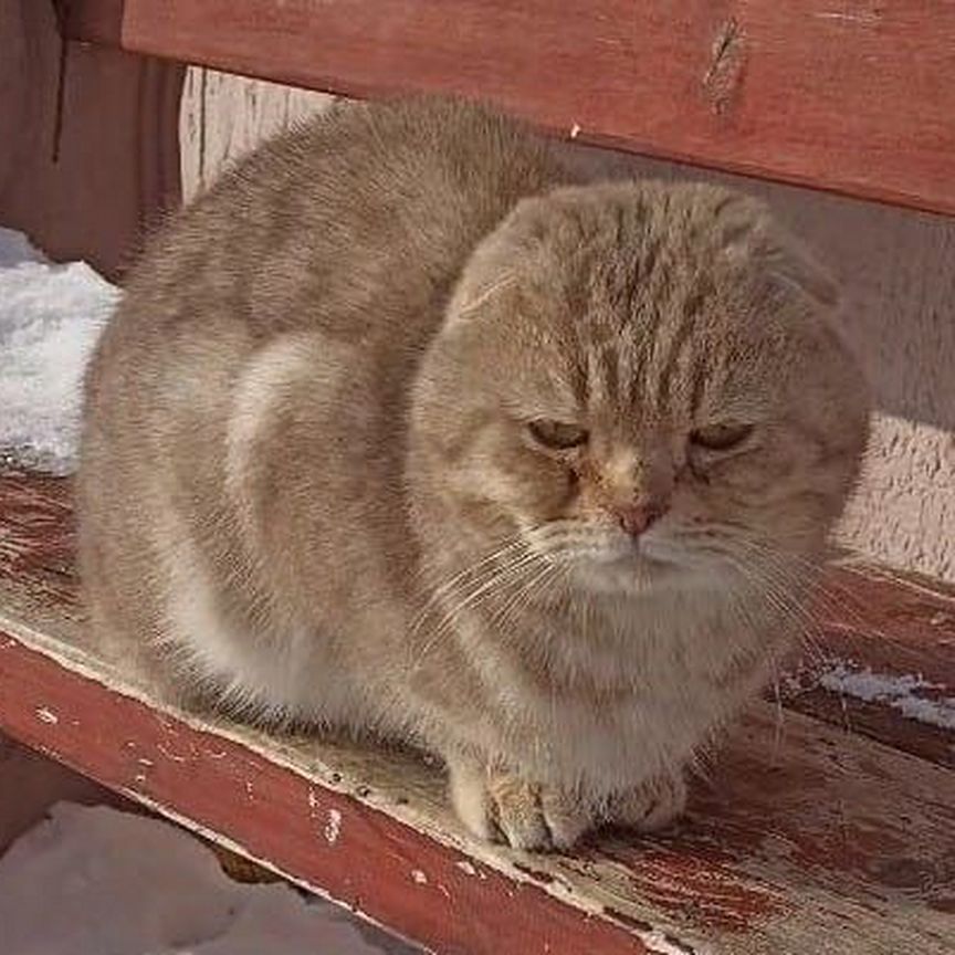 Кошка