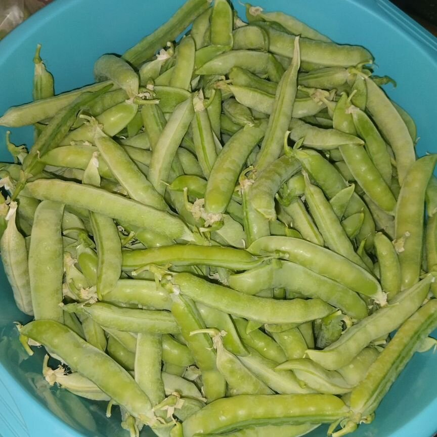 Горох кормовой