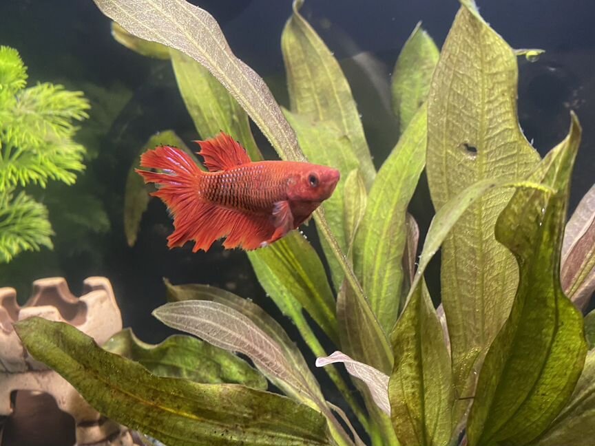 Рыбка петушок самка