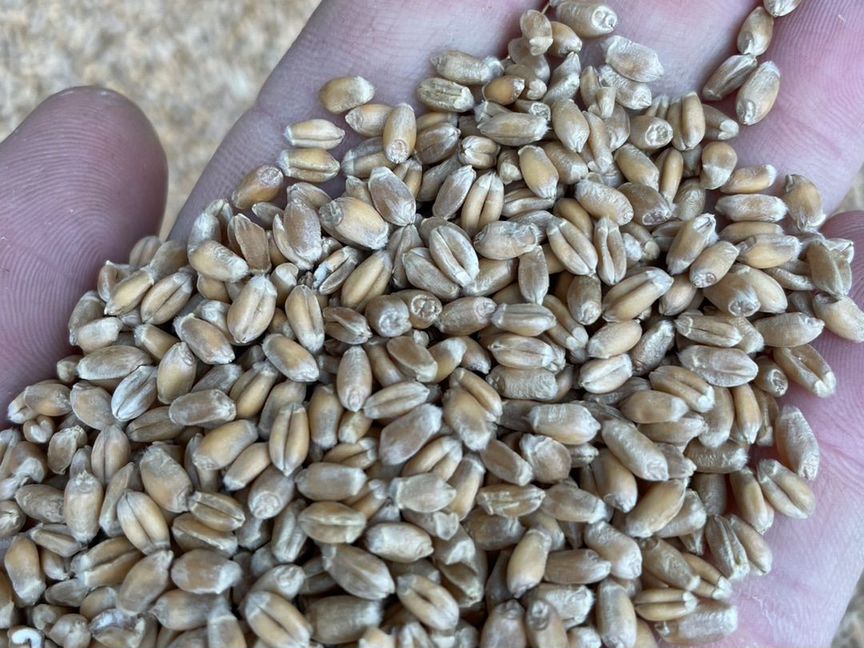 Яровая пшеница мягкая