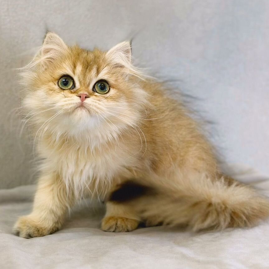 Британский длинношёрстный котёнок