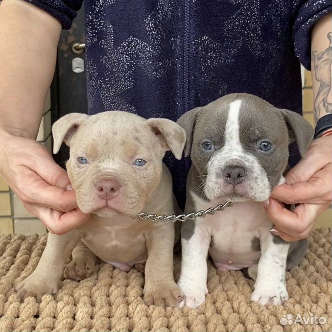 Американский булли - прекрасные кобели покет