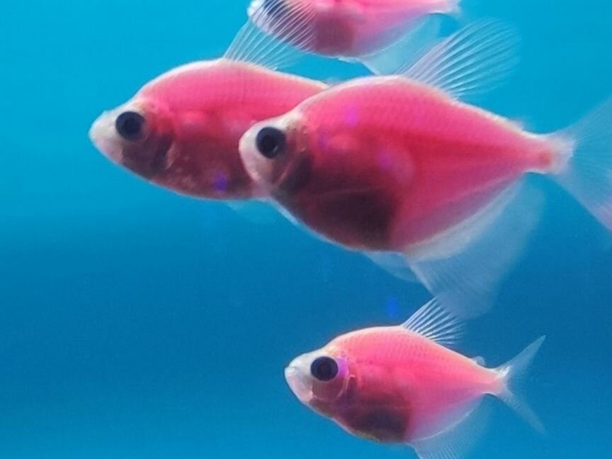 Тернеция гло розовая