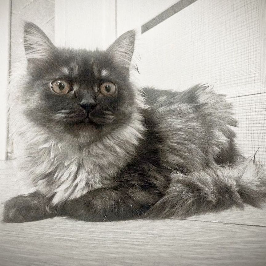 Кошечка(сибирская