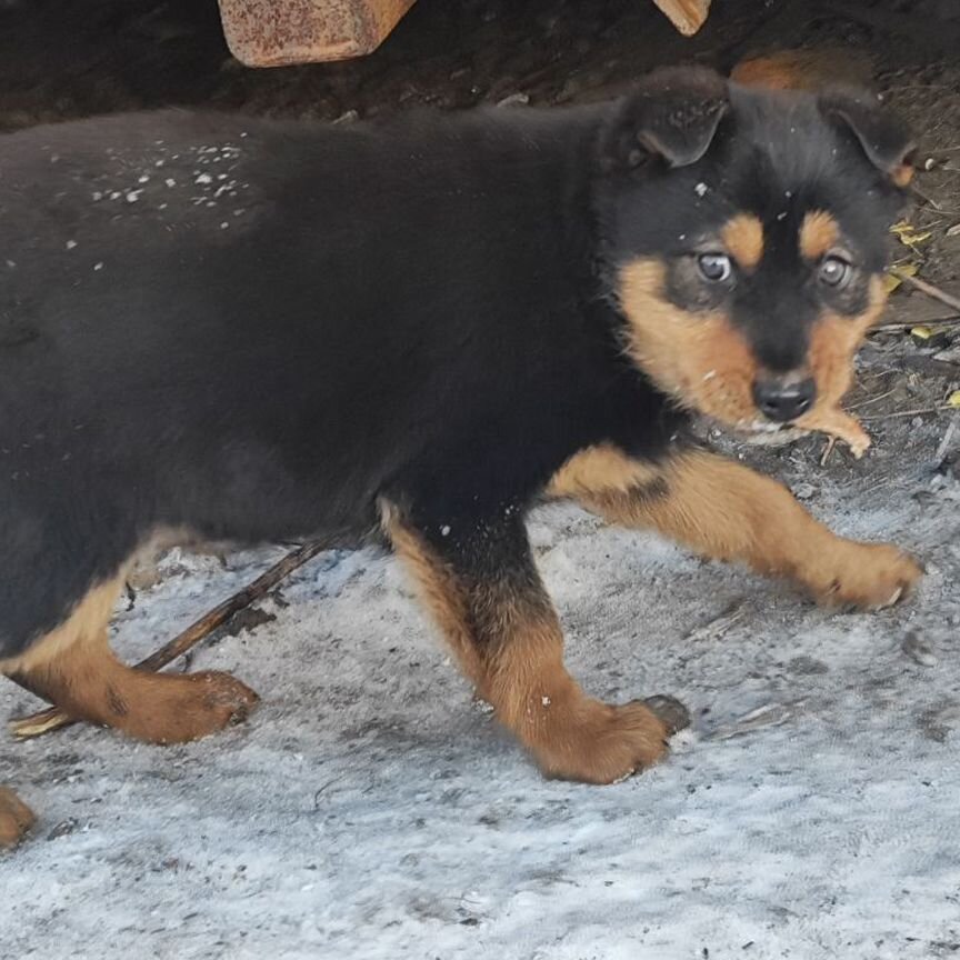 Щенок в добрые руки