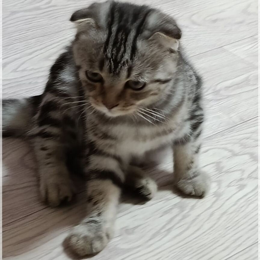 Шотландские вислоухие котята бесплатно
