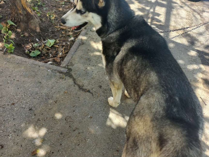 Собака хаски