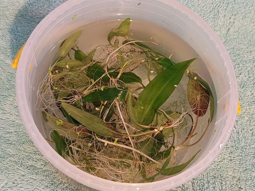 Аквариумные растения