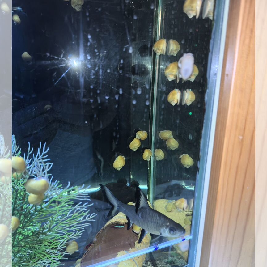 Акулий бала