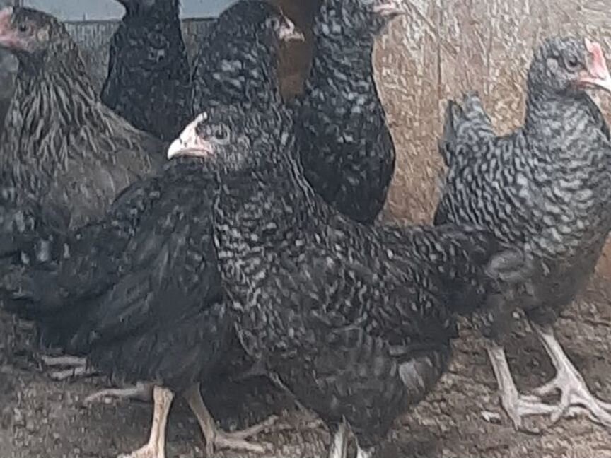 Курочки 3месяца