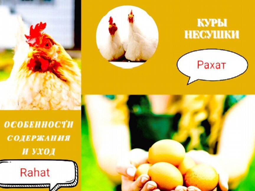 Куры молодки