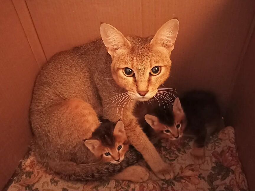 Чистокровные чаузи F4C